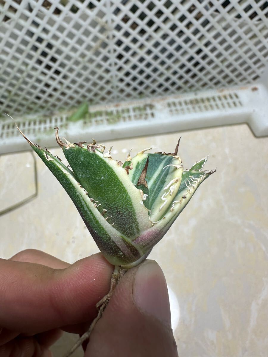 Yahoo!オークション - 【FJ Agave】z46アガベ 阿修羅白覆輪錦 永久斑入...