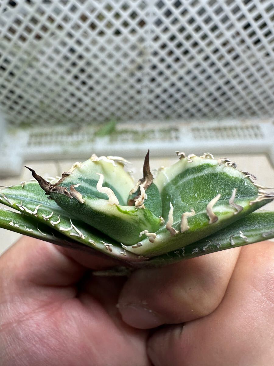 Yahoo!オークション - 【FJ Agave】z46アガベ 阿修羅白覆輪錦 永久斑入...