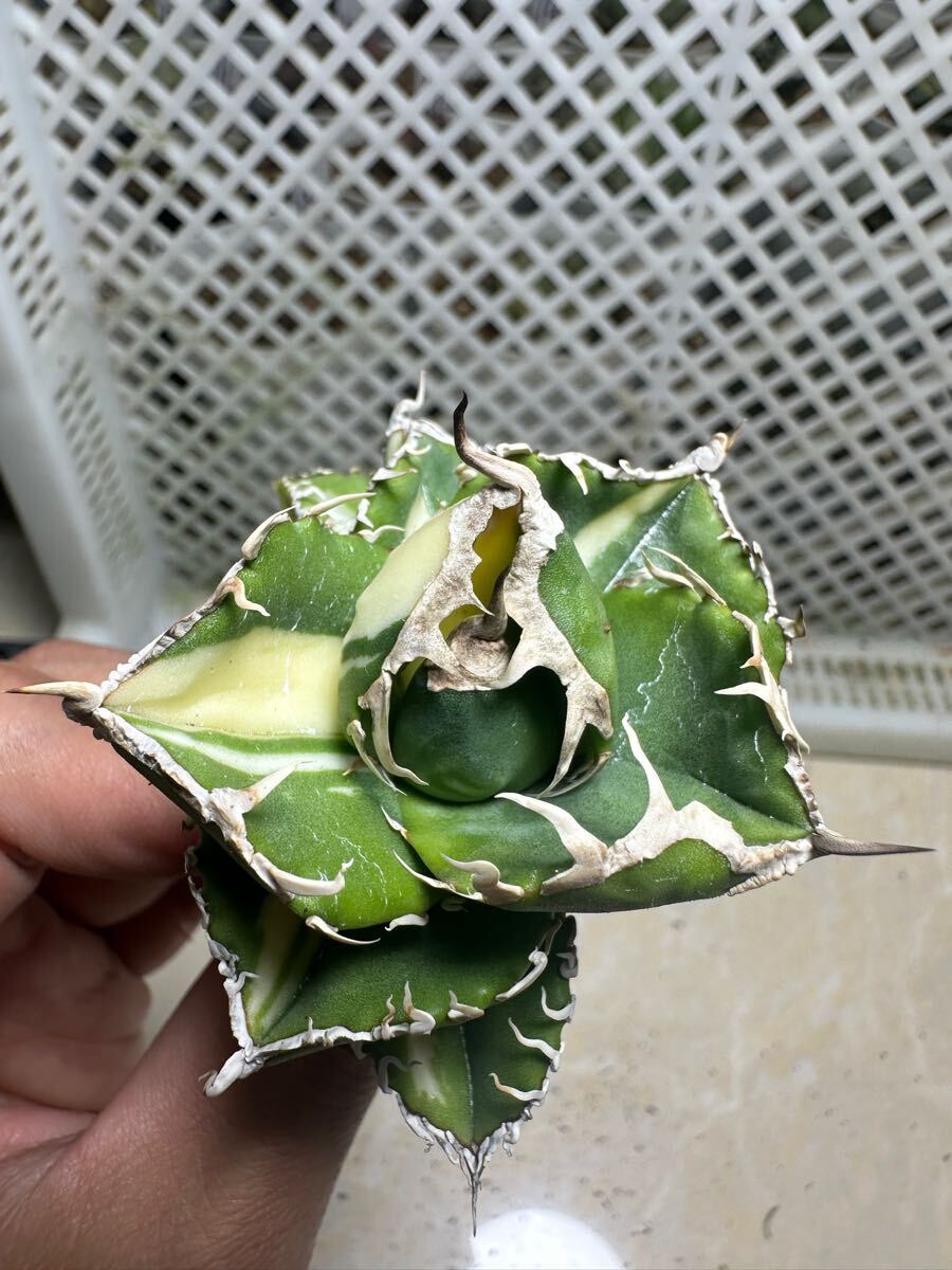 Yahoo!オークション - 【FJ Agave】x59アガベ チタノタ南アフリカダイ...