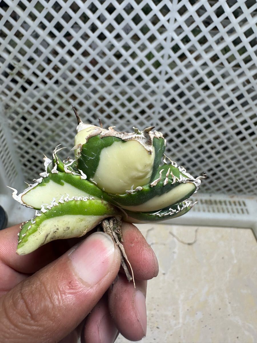 Yahoo!オークション - 【FJ Agave】x59アガベ チタノタ南アフリカダイ...