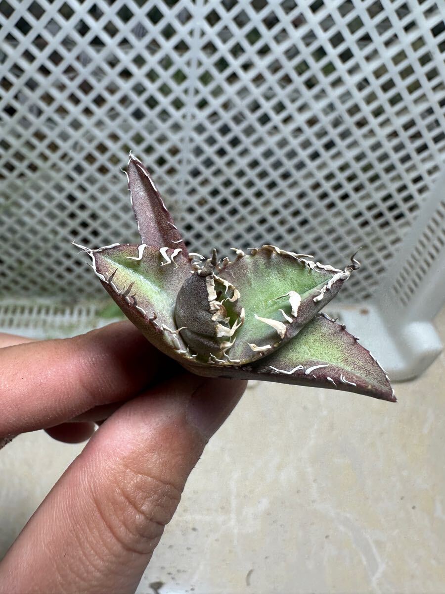 Yahoo!オークション - 【FJ Agave】x65アガベ 橙火炎 優選TC株