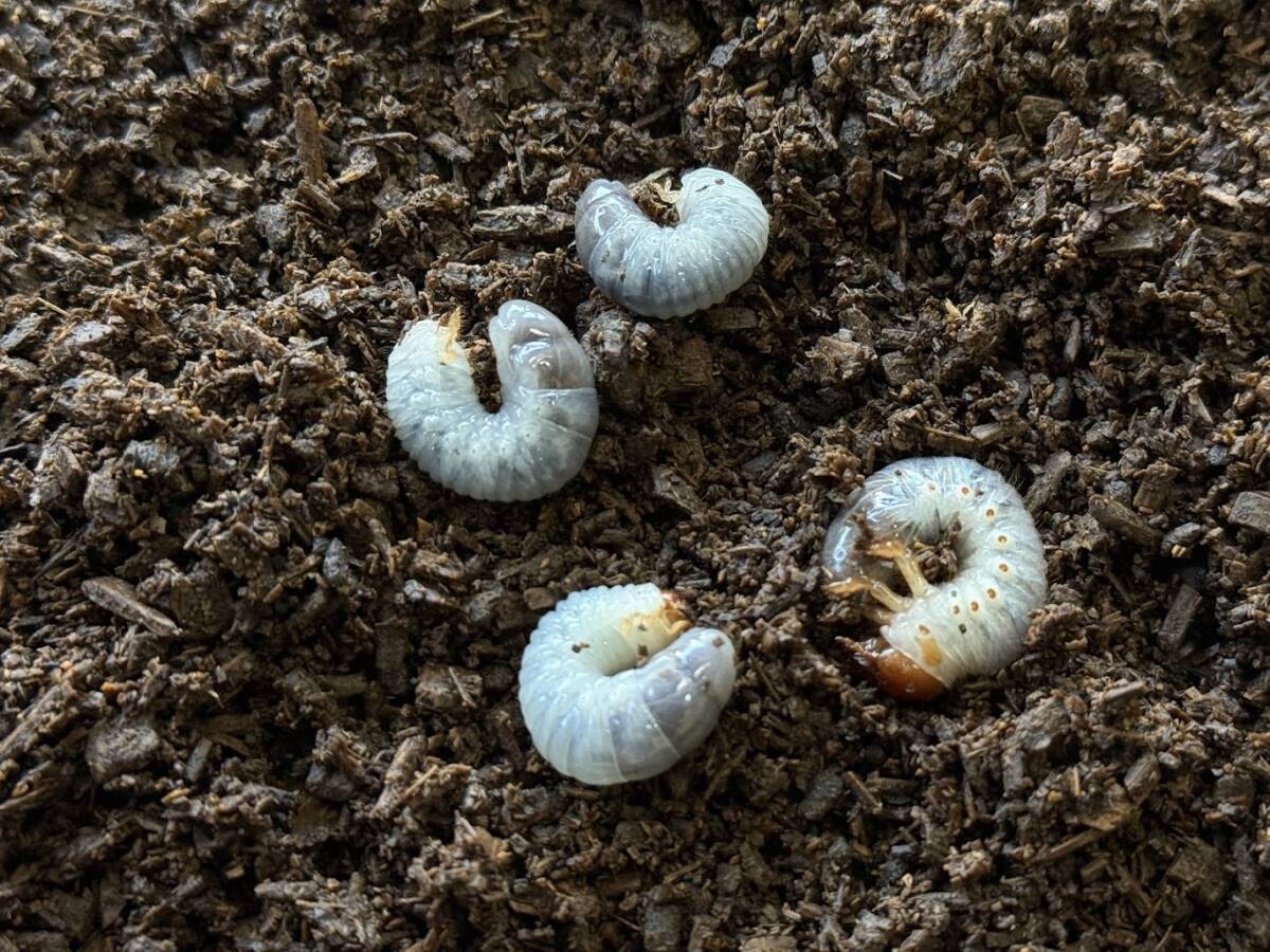 HirokA D.H.ヘラクレス G-FOX×0FUB0F.FOX-FOXFF170F 182mmイン初2齢幼虫4頭 販売証明書付き(外国産)｜売買されたオークション情報、yahooの商品情報 ...