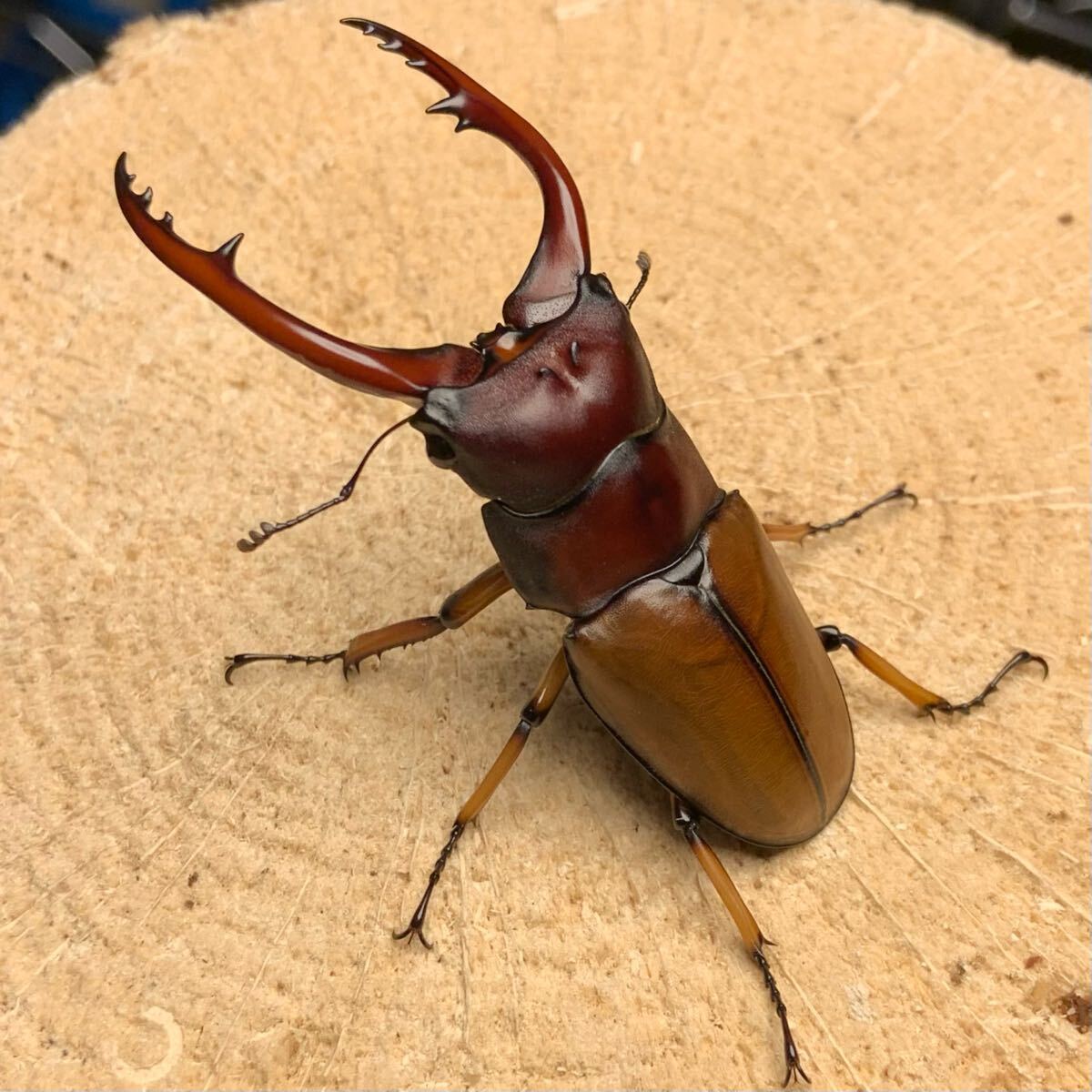 Yahoo!オークション - アスタコイデスノコギリクワガタ CBF1 ペア ♂68...