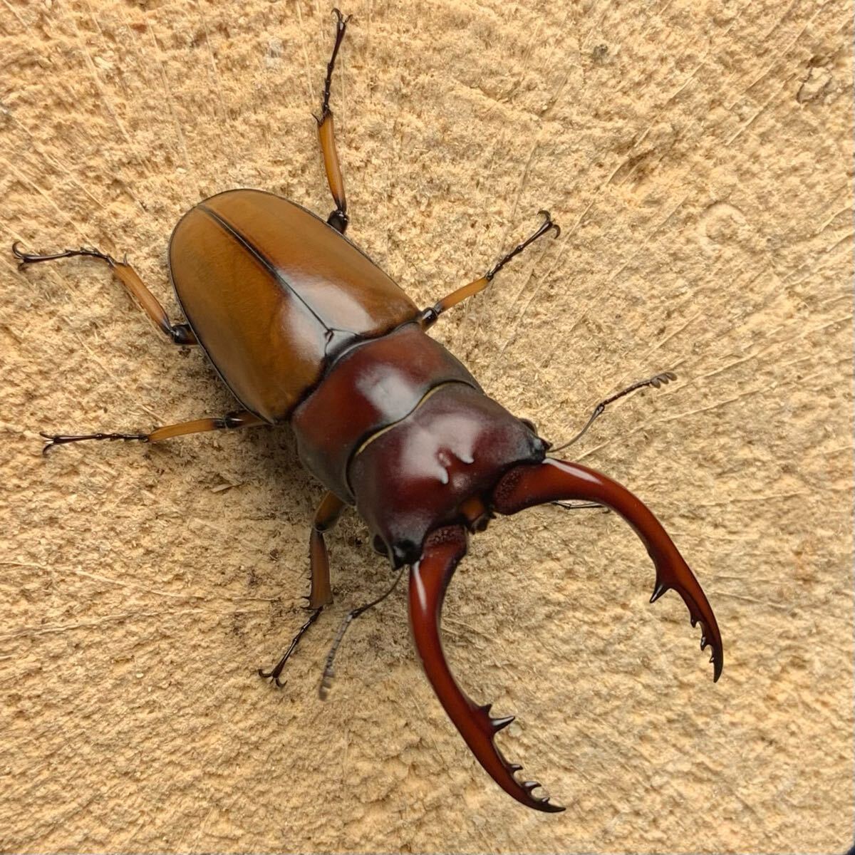 Yahoo!オークション - アスタコイデスノコギリクワガタ CBF1 ペア ♂68...