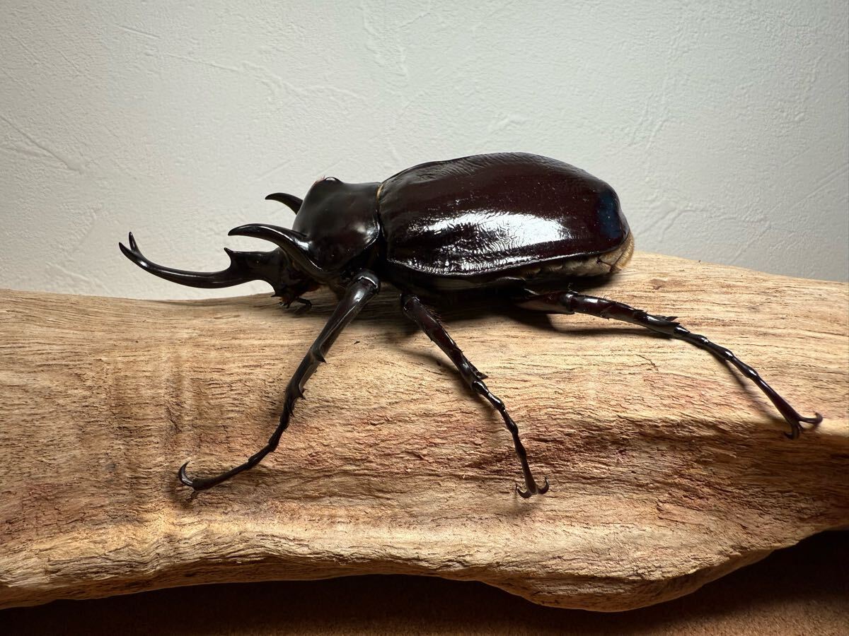 Yahoo!オークション - マルスゾウカブト 112mm オス単品 CBF1 新成虫 M...