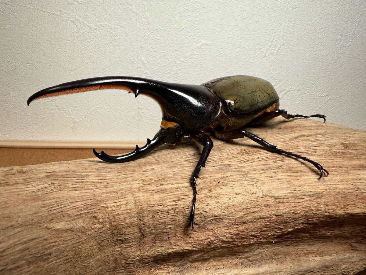 Yahoo!オークション - DHヘラクレス 139mm ♂単品 CBF1 新成虫 ヘラク...