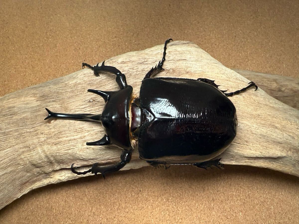 Yahoo!オークション - マルスゾウカブト♂115mm♀76mm(B品) ペア CBF1 ...