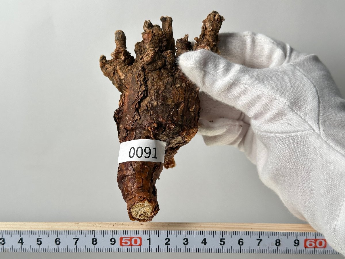 Yahoo!オークション - B0091 Ssize Ceraria pygmaea ケラリア ピグマエ...