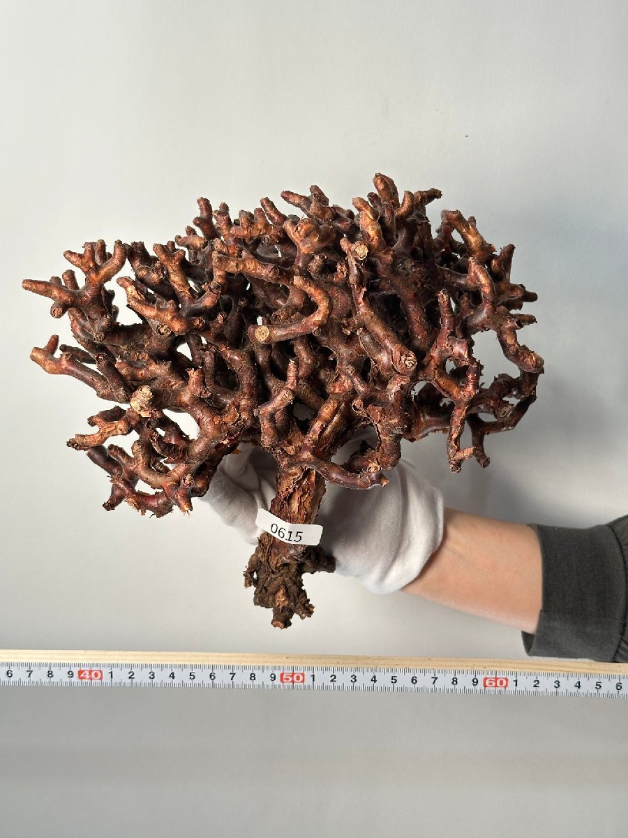 Yahoo!オークション - B0615 Pelargonium mirabile ペラルゴニウム ミ...