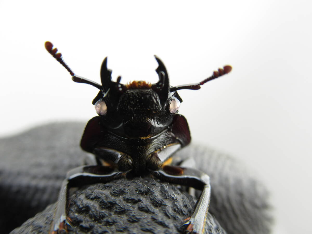 Yahoo!オークション - B019 ホワイトアイコクワガタ 成虫ペア WW 白眼