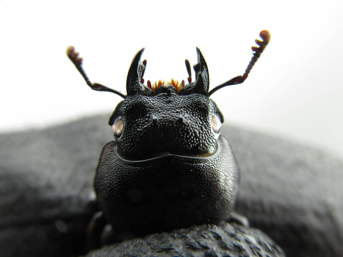 Yahoo!オークション - B019 ホワイトアイコクワガタ 成虫ペア WW 白眼