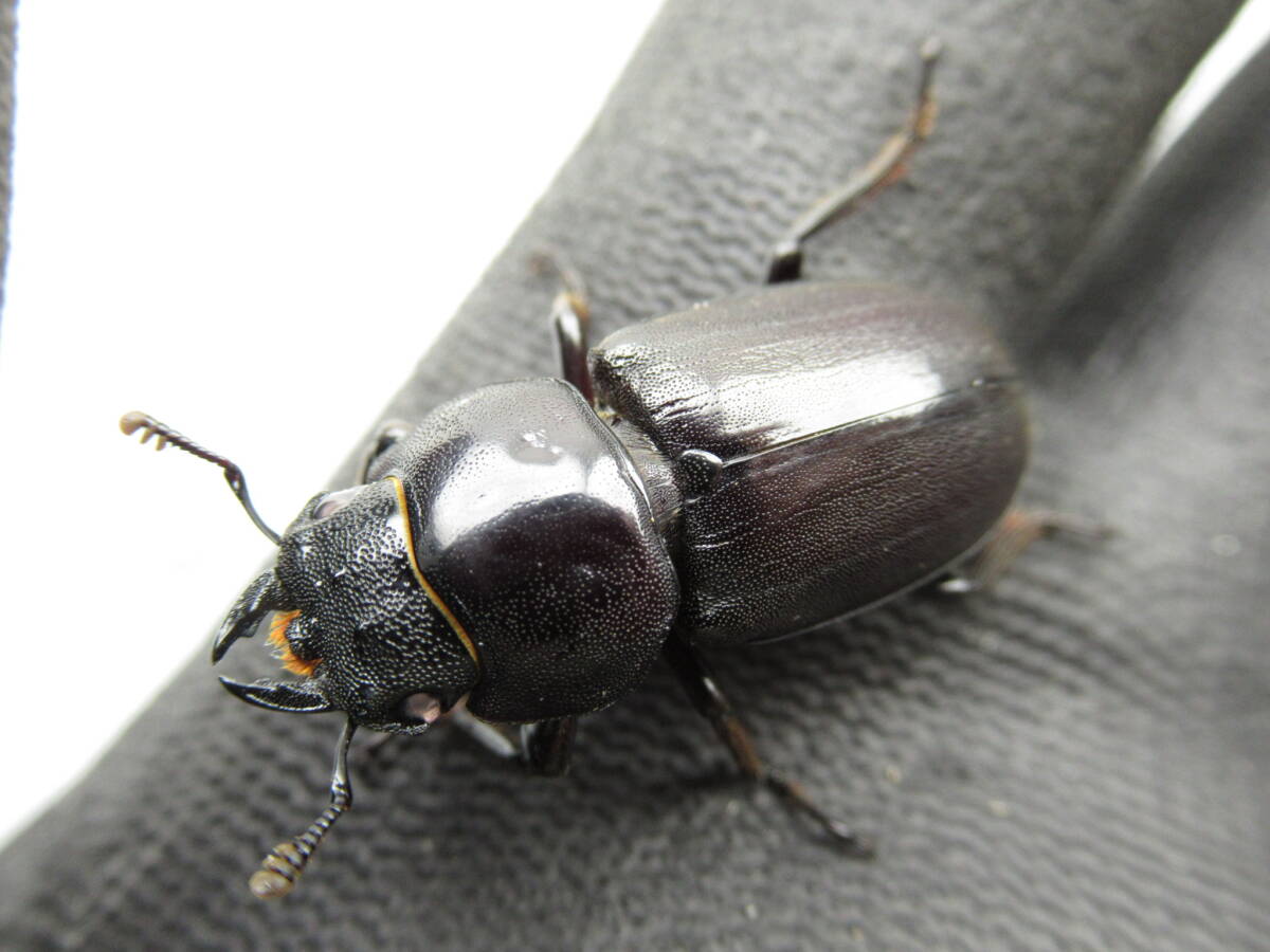 Yahoo!オークション - B019 ホワイトアイコクワガタ 成虫ペア WW 白眼