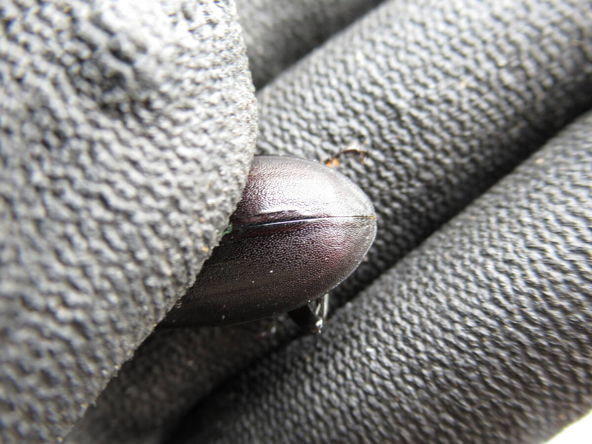 Yahoo!オークション - B019 ホワイトアイコクワガタ 成虫ペア WW 白眼