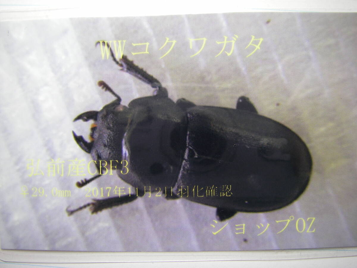 Yahoo!オークション - B019 ホワイトアイコクワガタ 成虫ペア WW 白眼