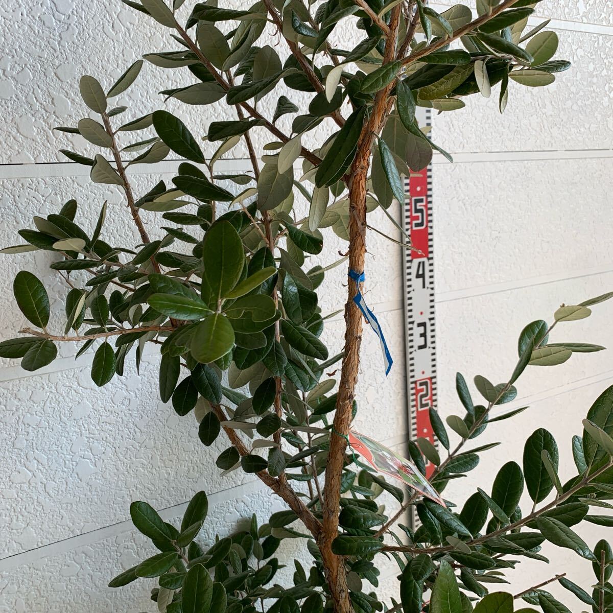 Yahoo!オークション - 大株 フェイジョア 株立ち 品種不明 約 190cm 強...