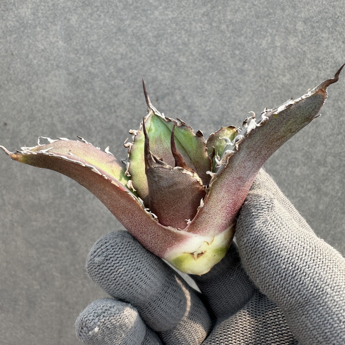 Yahoo!オークション - K49 アガベ チタノタ オアハカ実生 陽炎狂刺 胴...