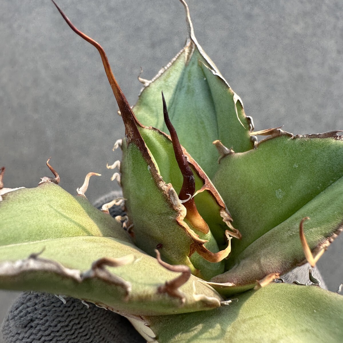 Yahoo!オークション - K53 多肉植物 アガベ チタノタ 毒蛇 狂刺 優良血...