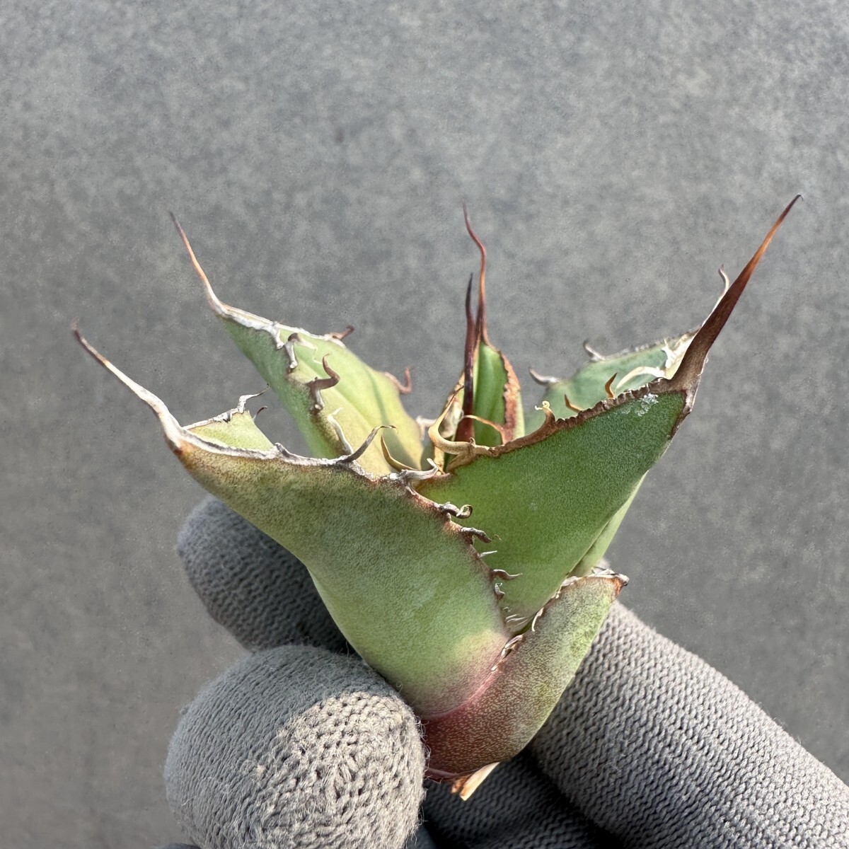 Yahoo!オークション - K53 多肉植物 アガベ チタノタ 毒蛇 狂刺 優良血...