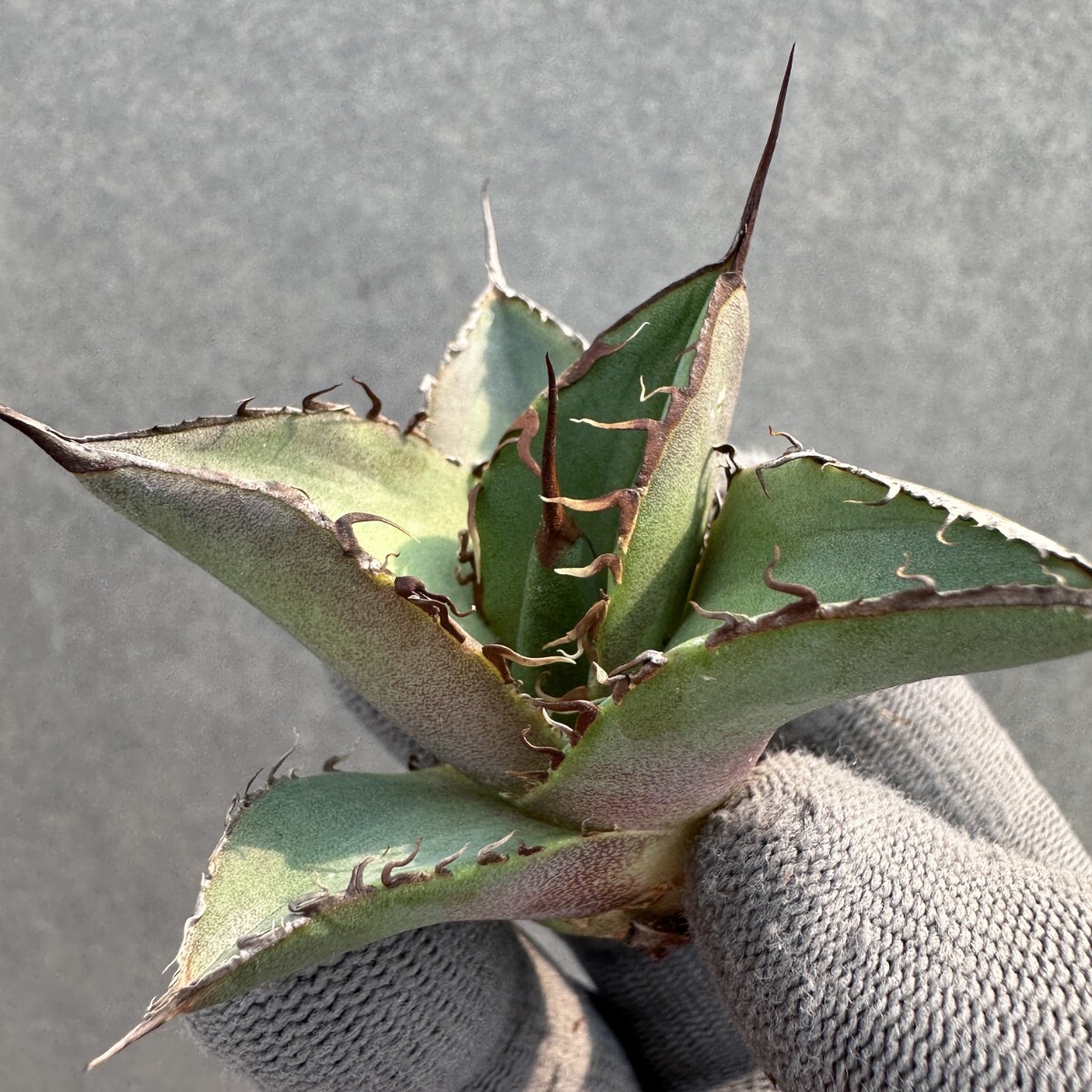 Yahoo!オークション - K57 多肉植物 アガベ チタノタ 毒蛇 狂刺 優良血...