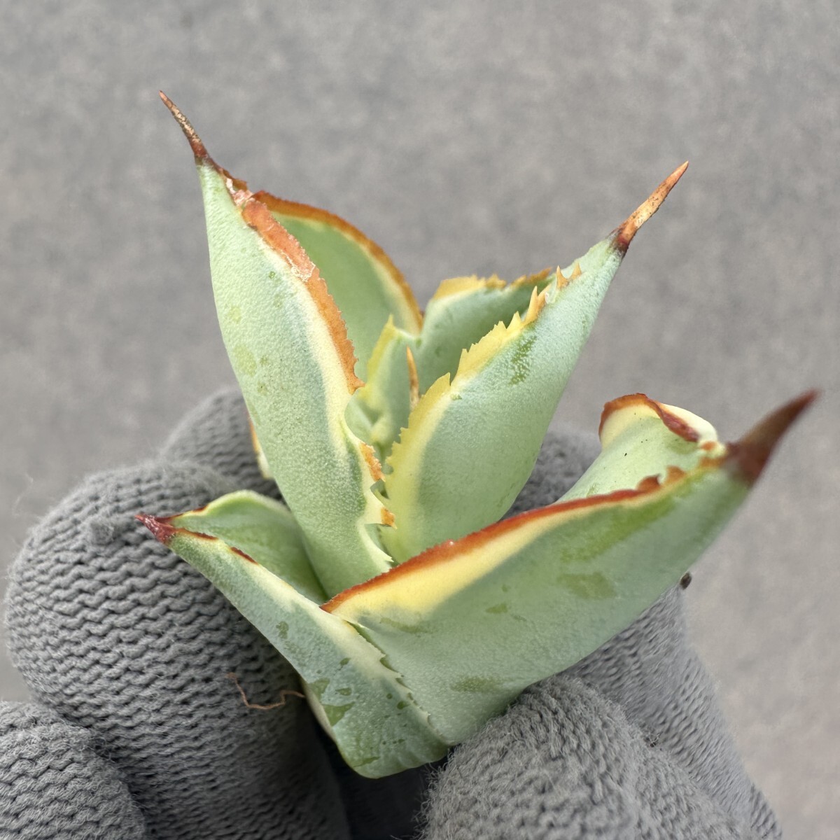 Yahoo!オークション - BB53 アガベ 甲蟹錦 連棘 斑入り 特選