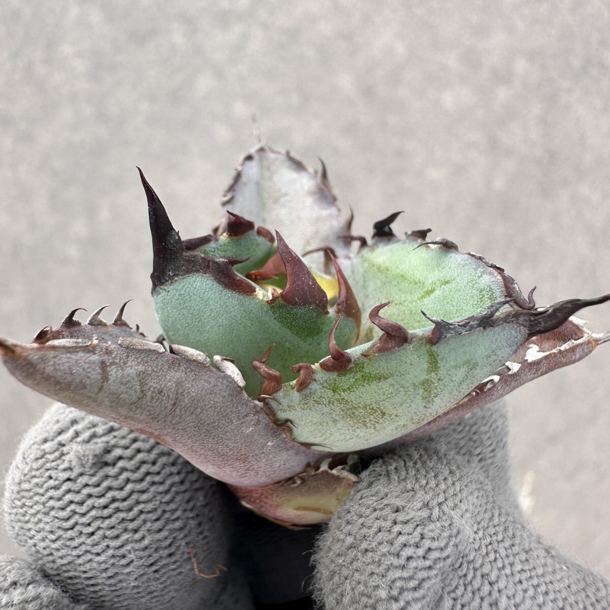 BB62 多肉植物 アガベ チタノタ “BEAST” ビースト 極上子株 BB62 多肉植物 アガベ チタノタ “BEAST” ビースト 極上子株