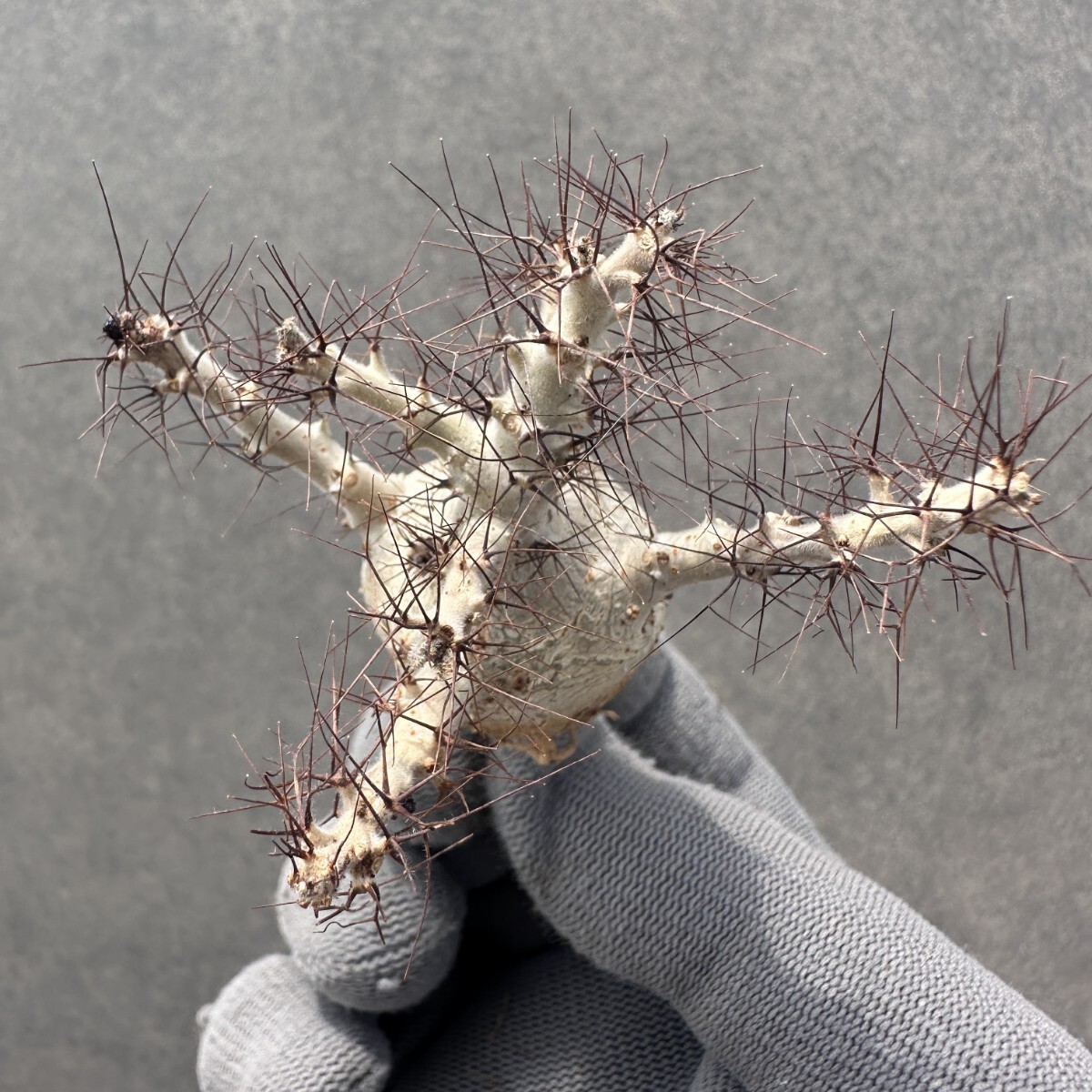 Yahoo!オークション - AF22 植物の家 多肉植物 塊根植物 球根 パキポデ...