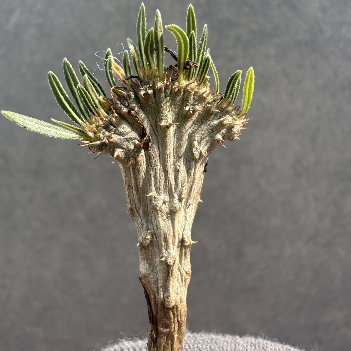 Yahoo!オークション - AB3 多肉植物 塊根植物 球根 パキポディウム グ...