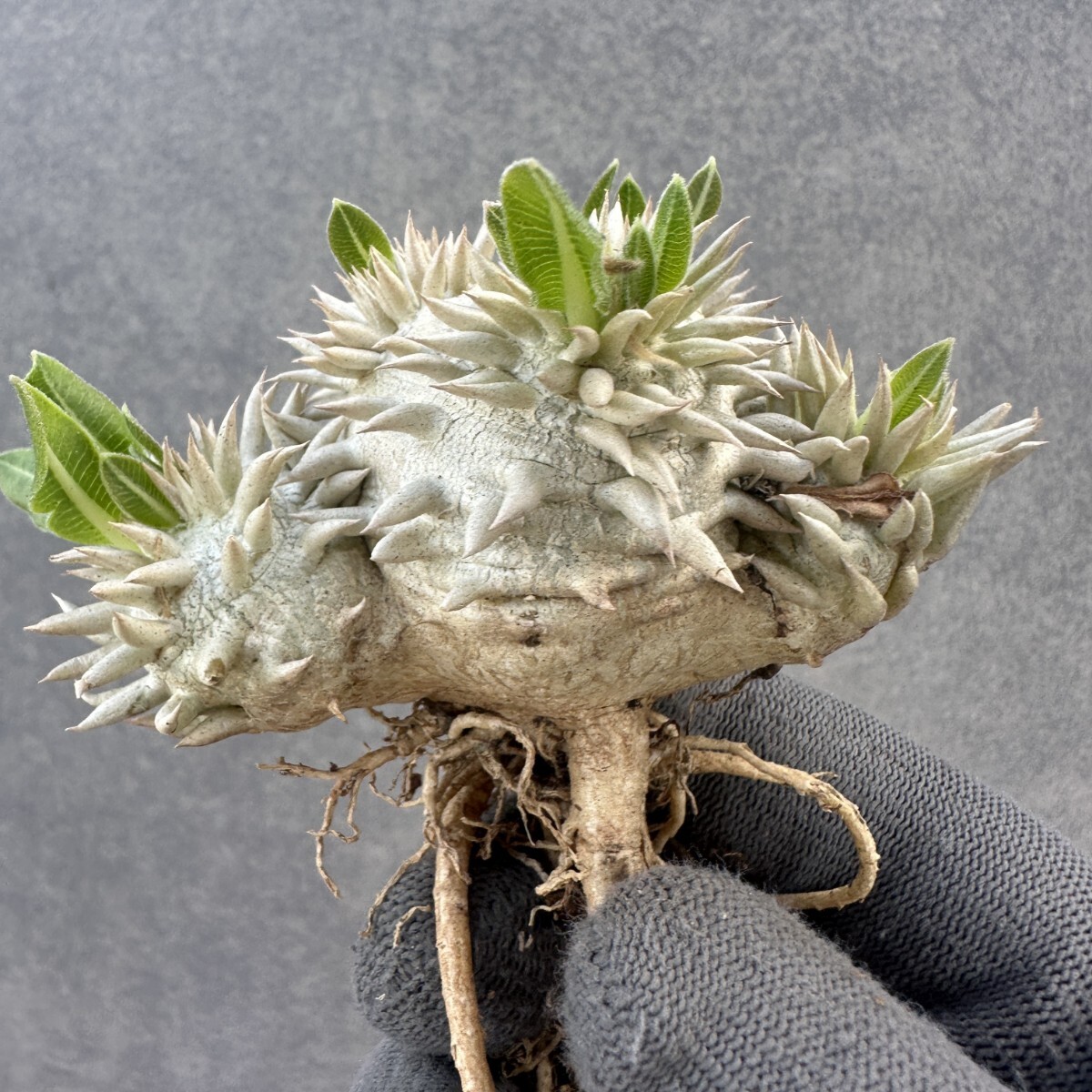 Yahoo!オークション - AB9 多肉植物 塊根植物 球根 パキポディウム デ...