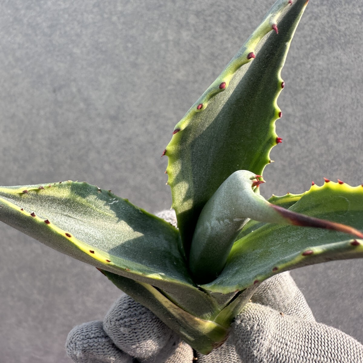 Yahoo!オークション - AB30 多肉植物 アガベ チタノタ サルミアナ リッ...