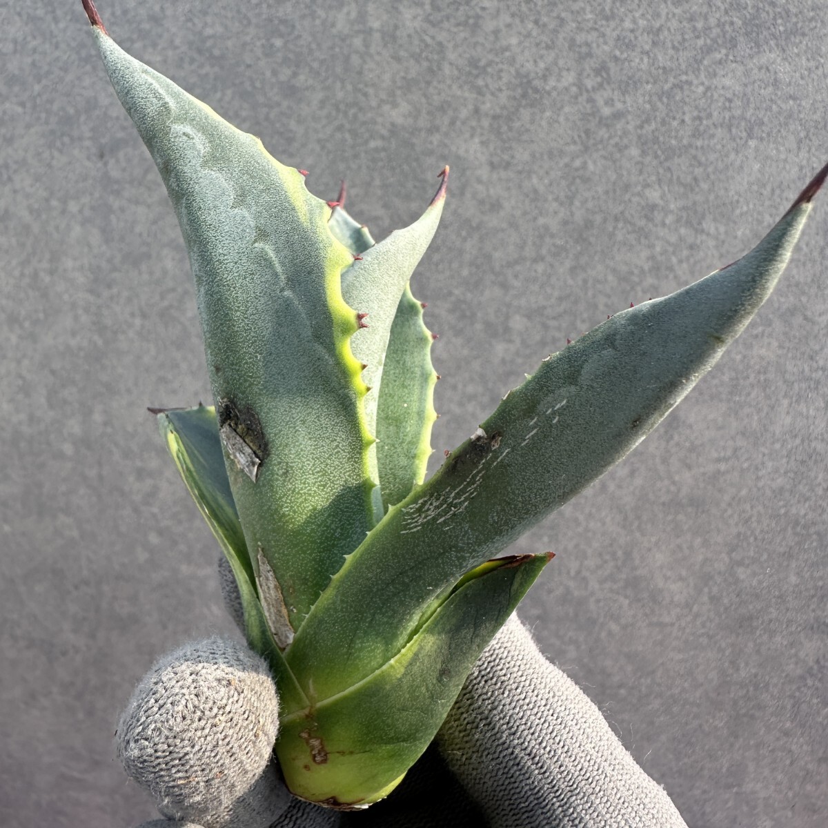 Yahoo!オークション - AB30 多肉植物 アガベ チタノタ サルミアナ リッ...