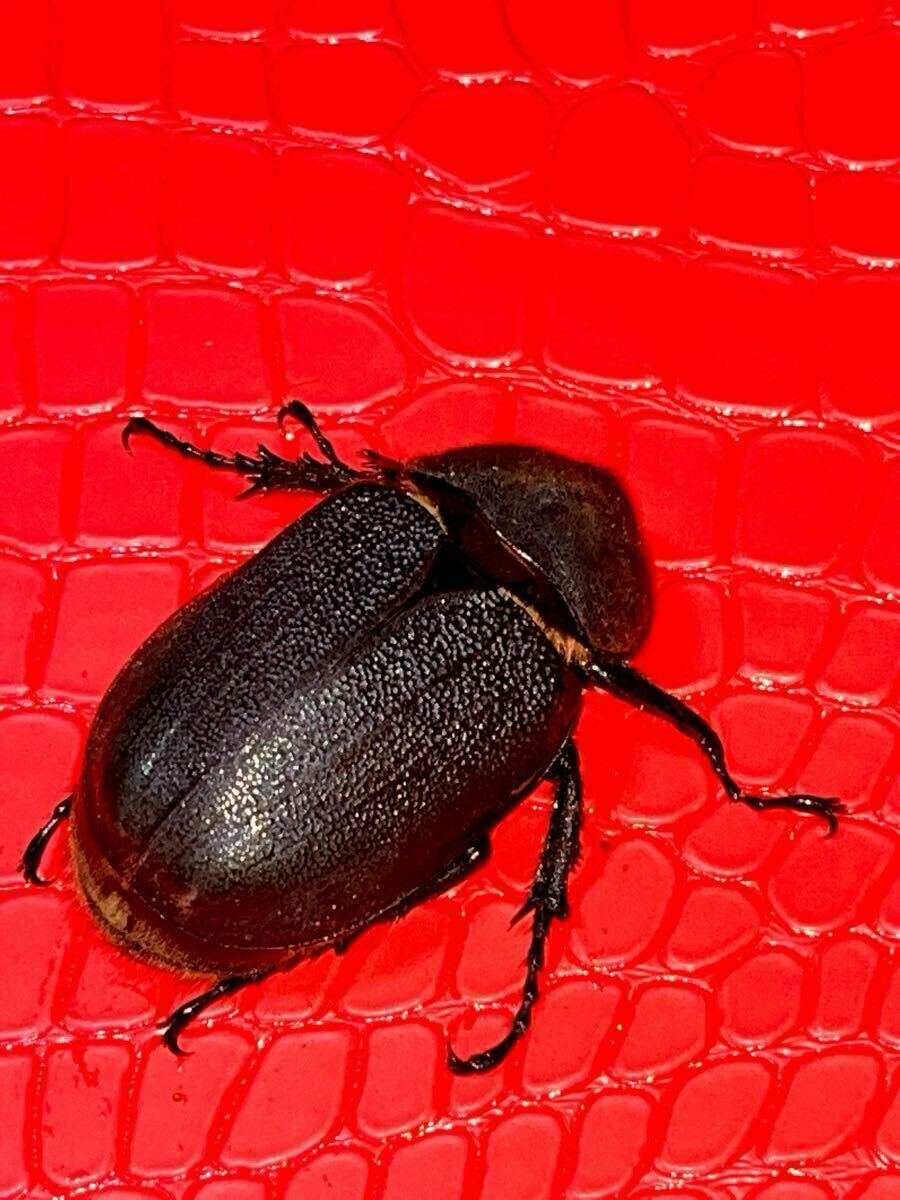 Yahoo!オークション - DHヘラクレス極太極短C68メテオグリーンLINE新成...