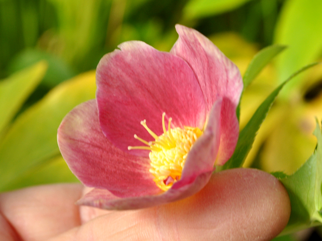 Yahoo!オークション - A-881 SSシルバーバック ゴールド クリスマスロ...