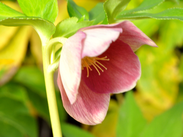 Yahoo!オークション - A-881 SSシルバーバック ゴールド クリスマスロ...