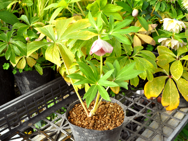 Yahoo!オークション - A-881 SSシルバーバック ゴールド クリスマスロ...