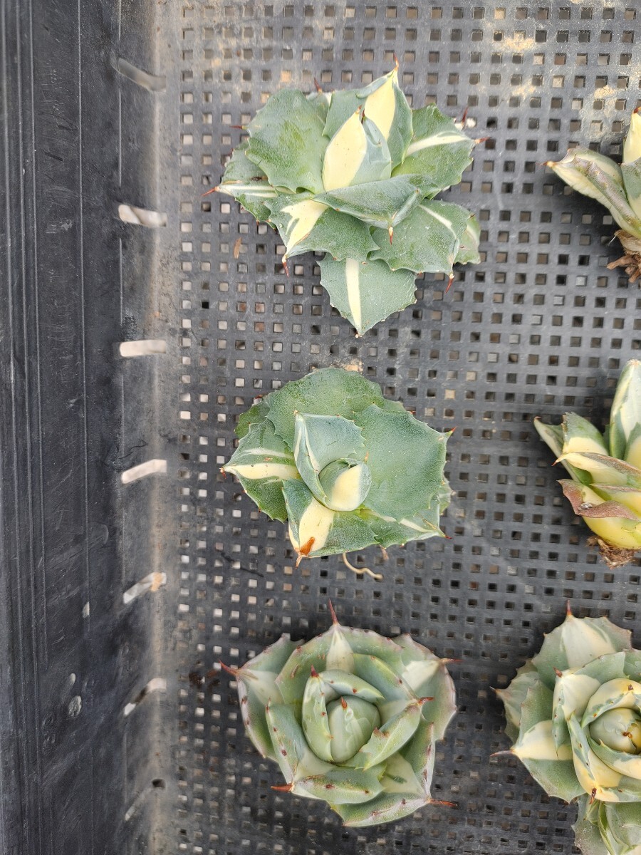 Yahoo!オークション - 【Omc Labo】特選 アガベ王妃雷神9株