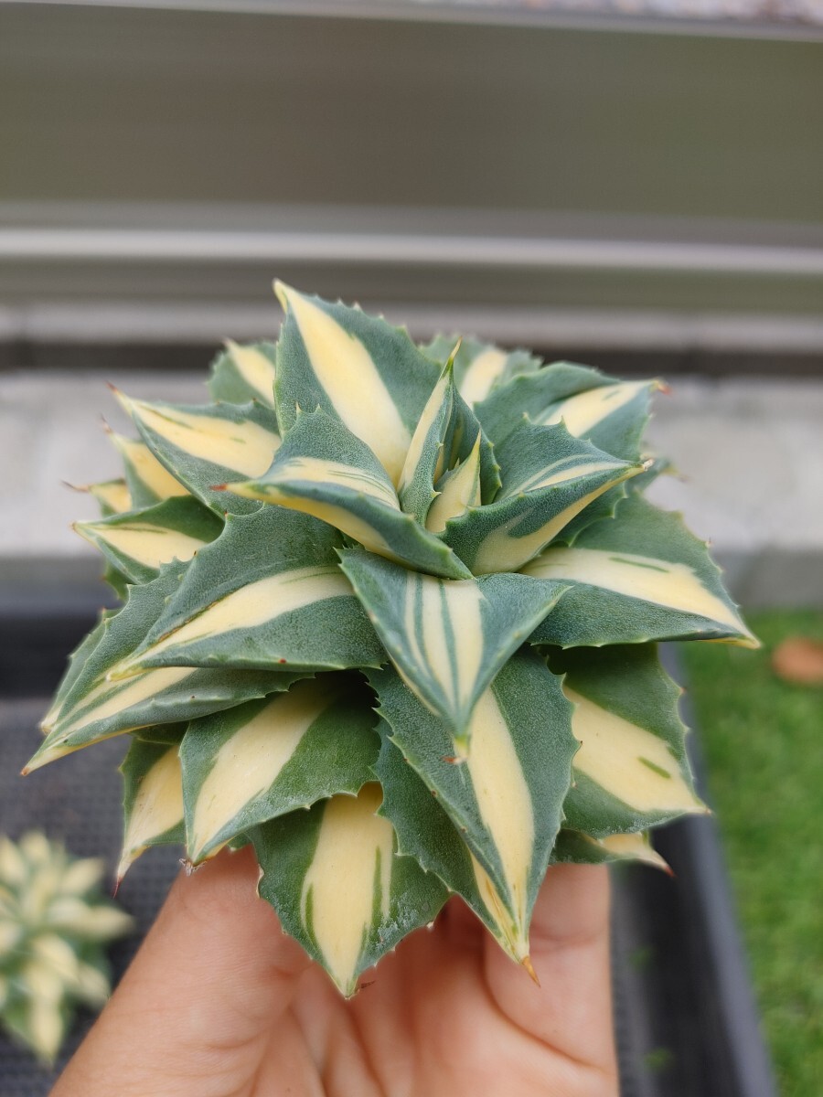 Yahoo!オークション - 【Omc Labo】アガベ王妃雷神黄中斑 極上 特選