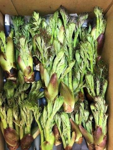 Yahoo!オークション - 天然タラの芽 山形県産（500g）+50gおまけ