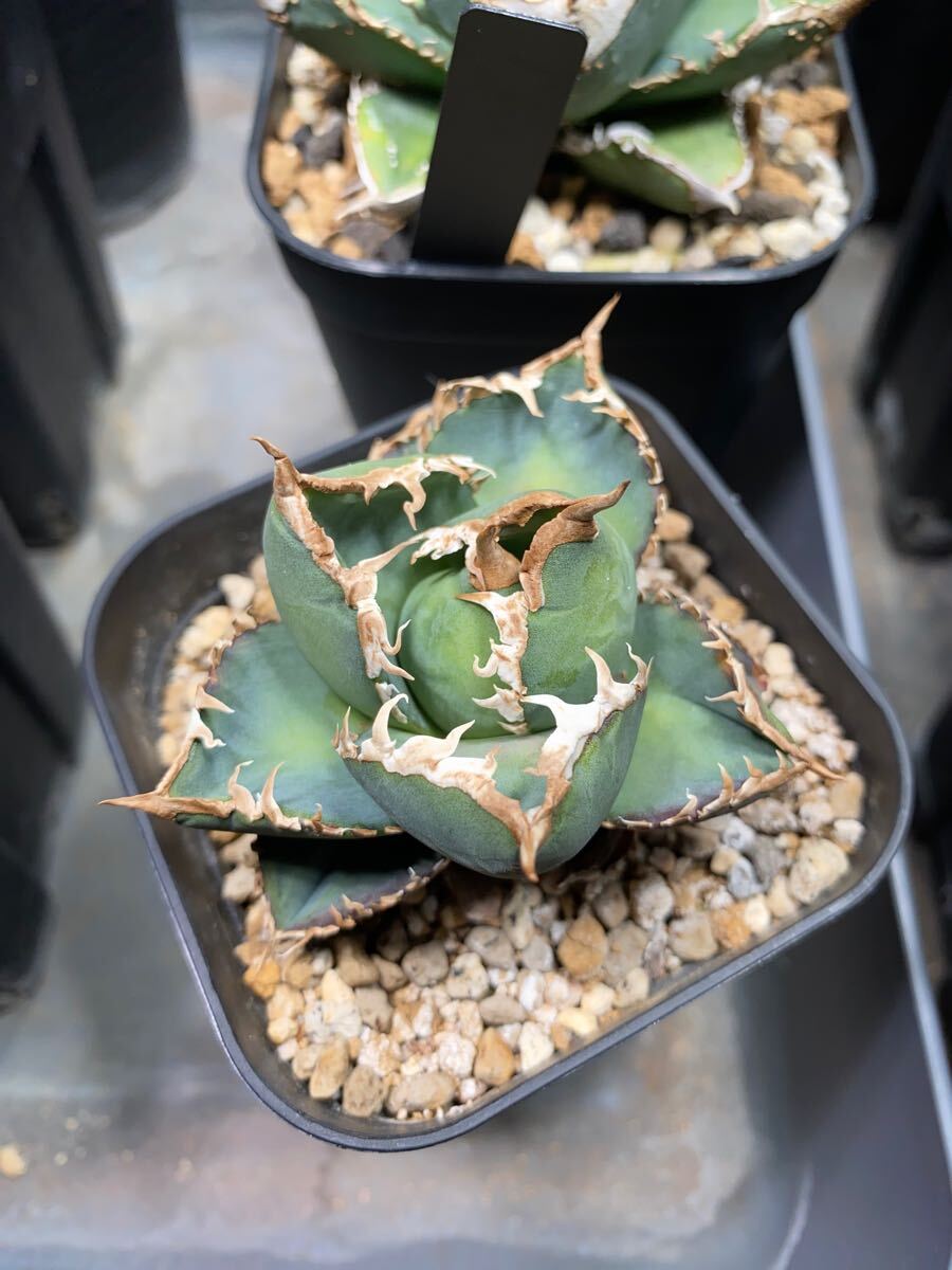 Yahoo!オークション - AGAVE TITANOTA LIZE産 包心龍