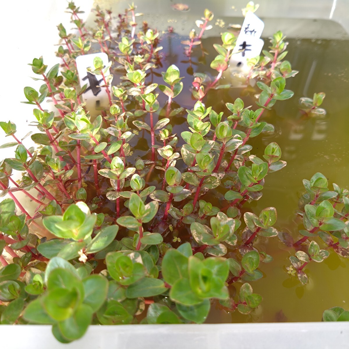 ロタラ SP hra 10本 水上葉 無農薬 ビオトープ 水草 メダカ 熱帯魚 錦鯉 金魚 ヌマエビ 針子 稚魚 の隠れ家に アクアリウム 木(その他)｜売買されたオークション情報、yahoo ...