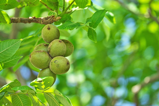 Yahoo!オークション - クルミ 生 2kg 世界美食探究 アメリカ産 LHP ナ...