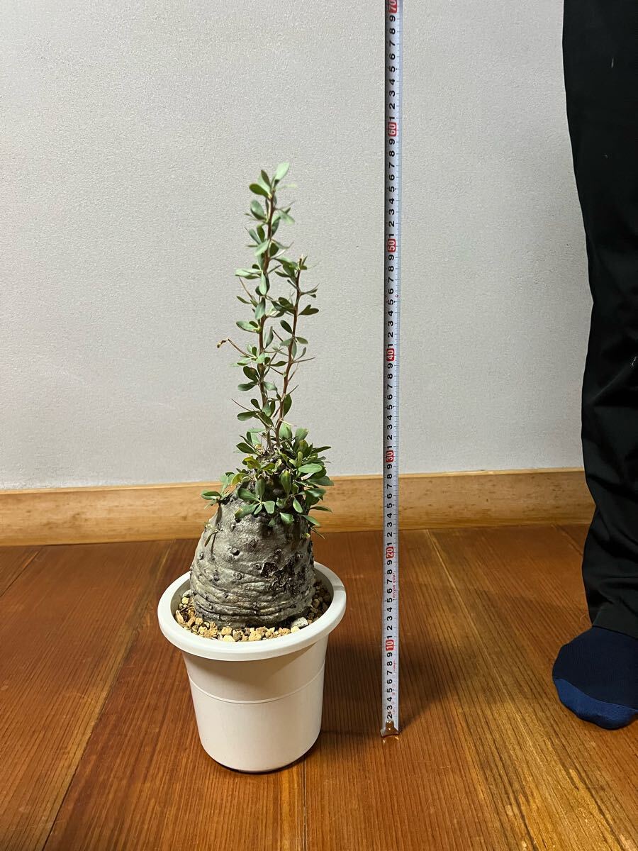 Yahoo!オークション - Fouquieria columnaris フォークイエリアコルム...