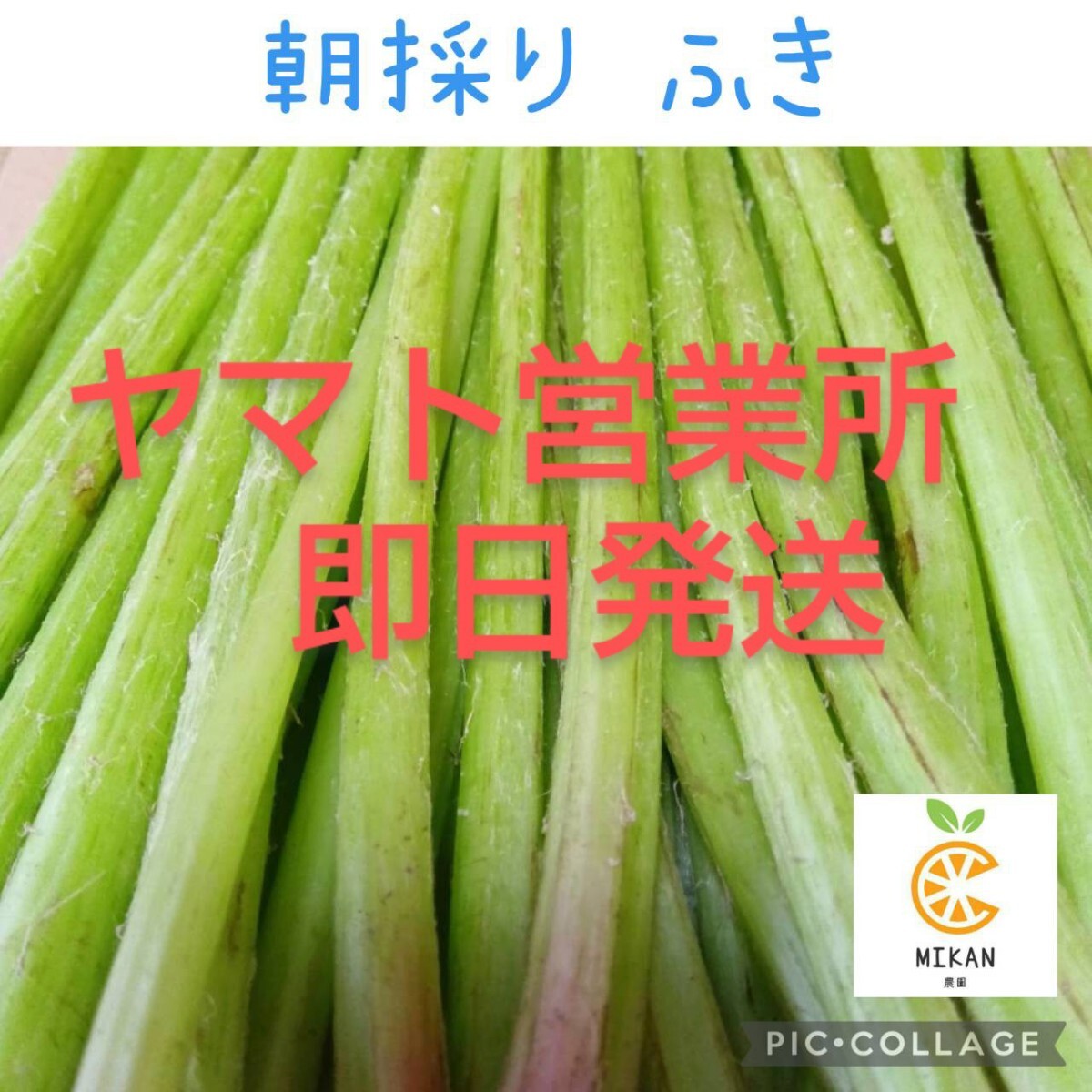 Yahoo!オークション - ふき 700g