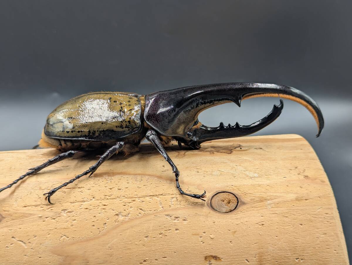 Yahoo!オークション - 0F136FOX系 DHヘラクレス 約148mm ♂単 4...