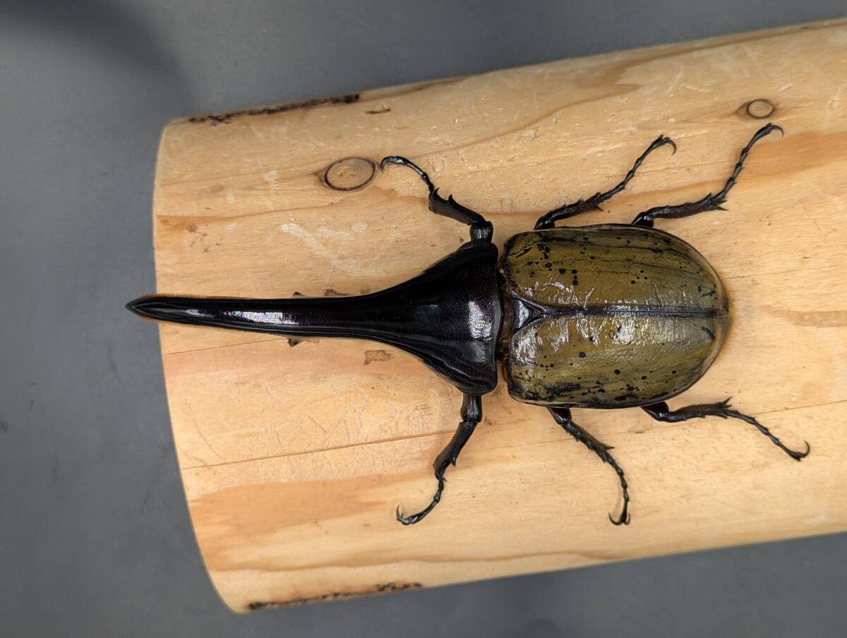 Yahoo!オークション - 0F136FOX系 DHヘラクレス 約148mm ♂単 4...