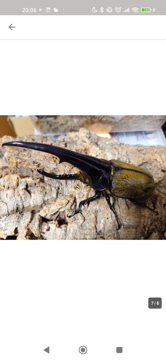 Yahoo!オークション - 0F136FOX系 DHヘラクレス 約148mm ♂単 4...