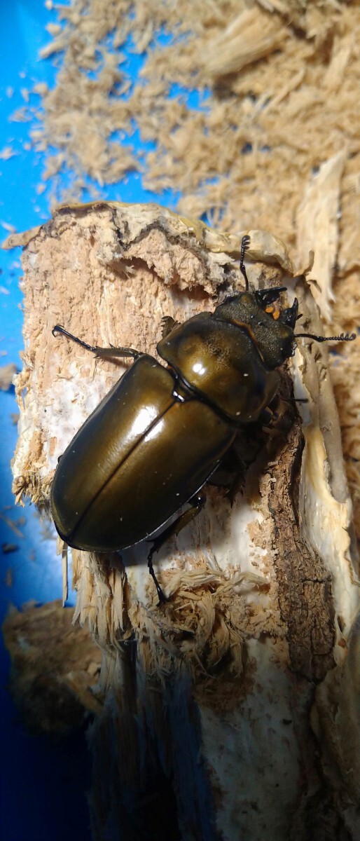 Yahoo!オークション - ローゼンベルグオウゴンオニクワガタ WF1幼虫5頭