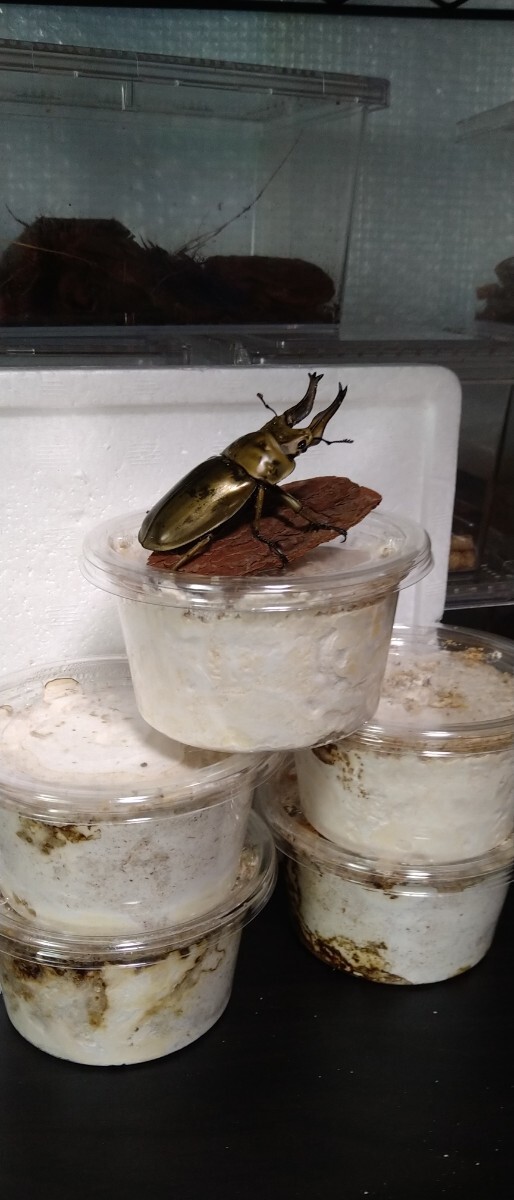 Yahoo!オークション - ローゼンベルグオウゴンオニクワガタ WF1幼虫5頭...