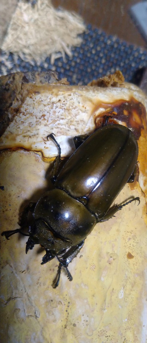 Yahoo!オークション - ローゼンベルグオウゴンオニクワガタ WF1幼虫5頭...