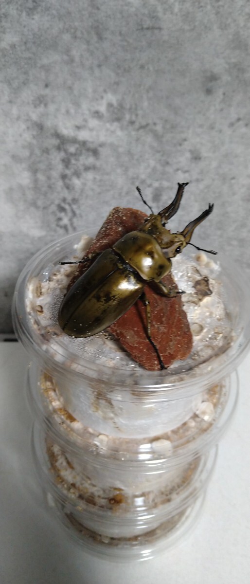 Yahoo!オークション - ローゼンベルグオウゴンオニクワガタ WF1幼虫4...