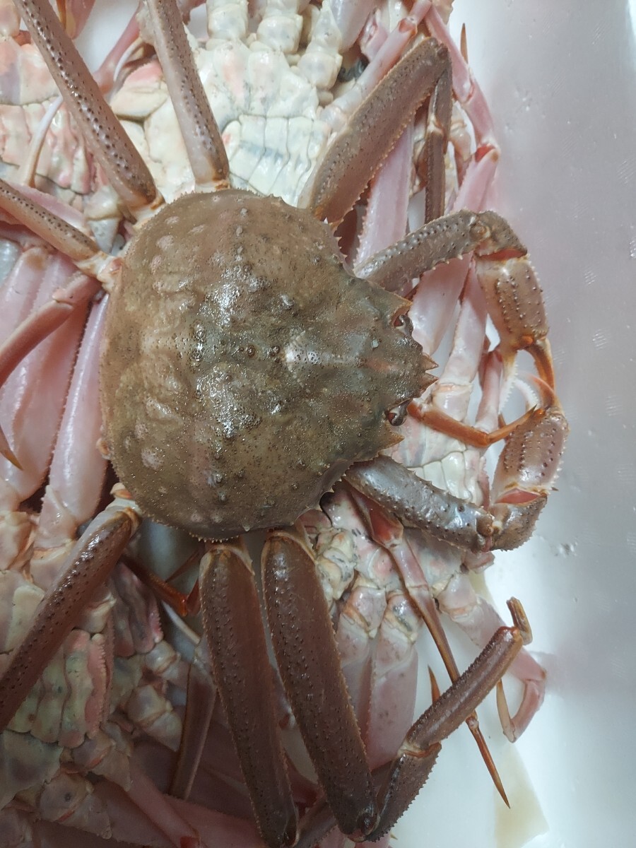 Yahoo!オークション - お花見セール巨大活マツバカニ50cm 5尾3.0~3.4k1...